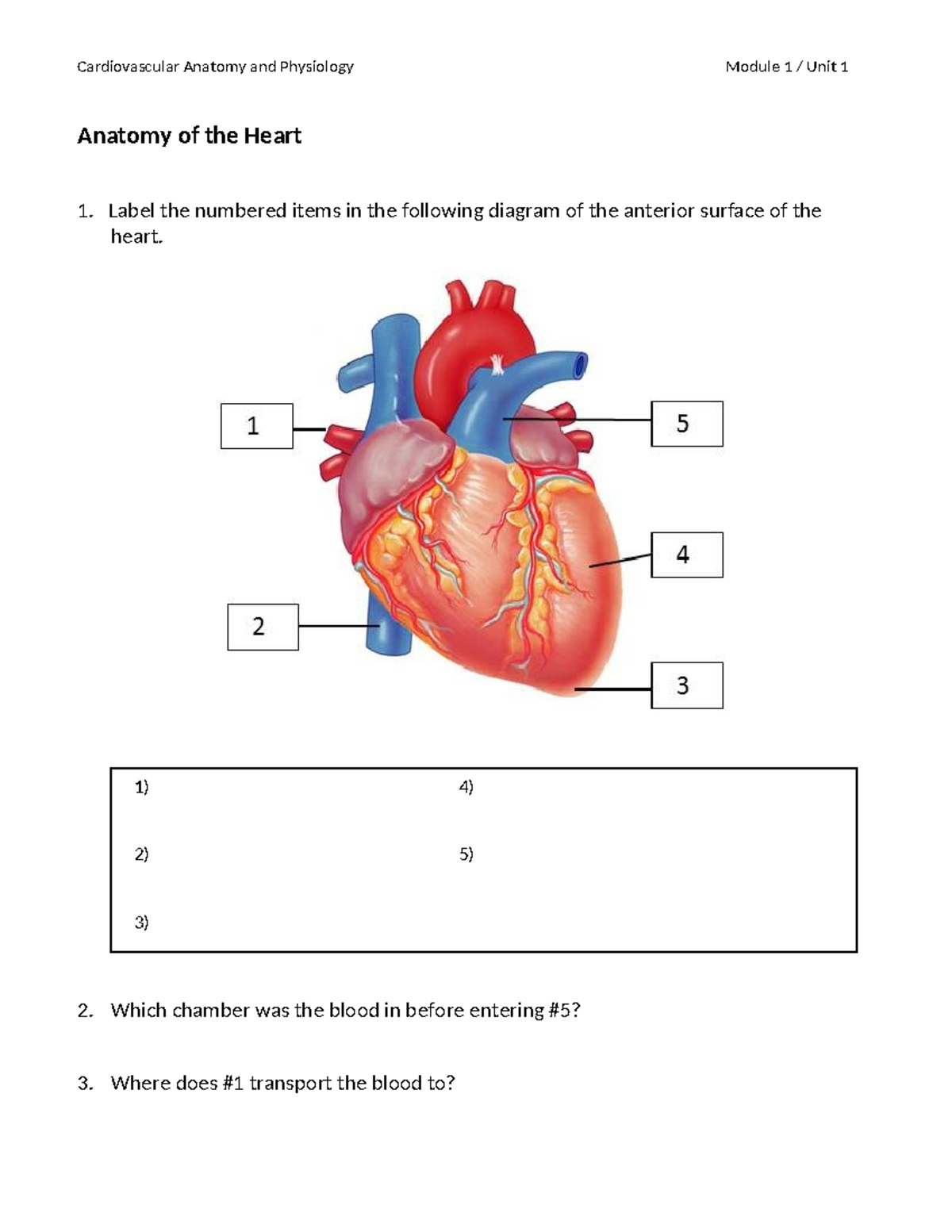 External Heart Anatomy Activity - Cardiovascular Anatomy Module 1 - Studocu