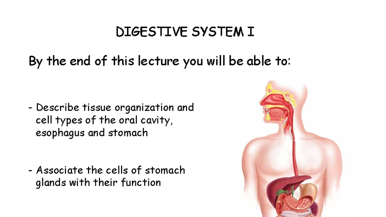 11. Digestive System I: Tissue Organization & Functions of the GI Tract ...