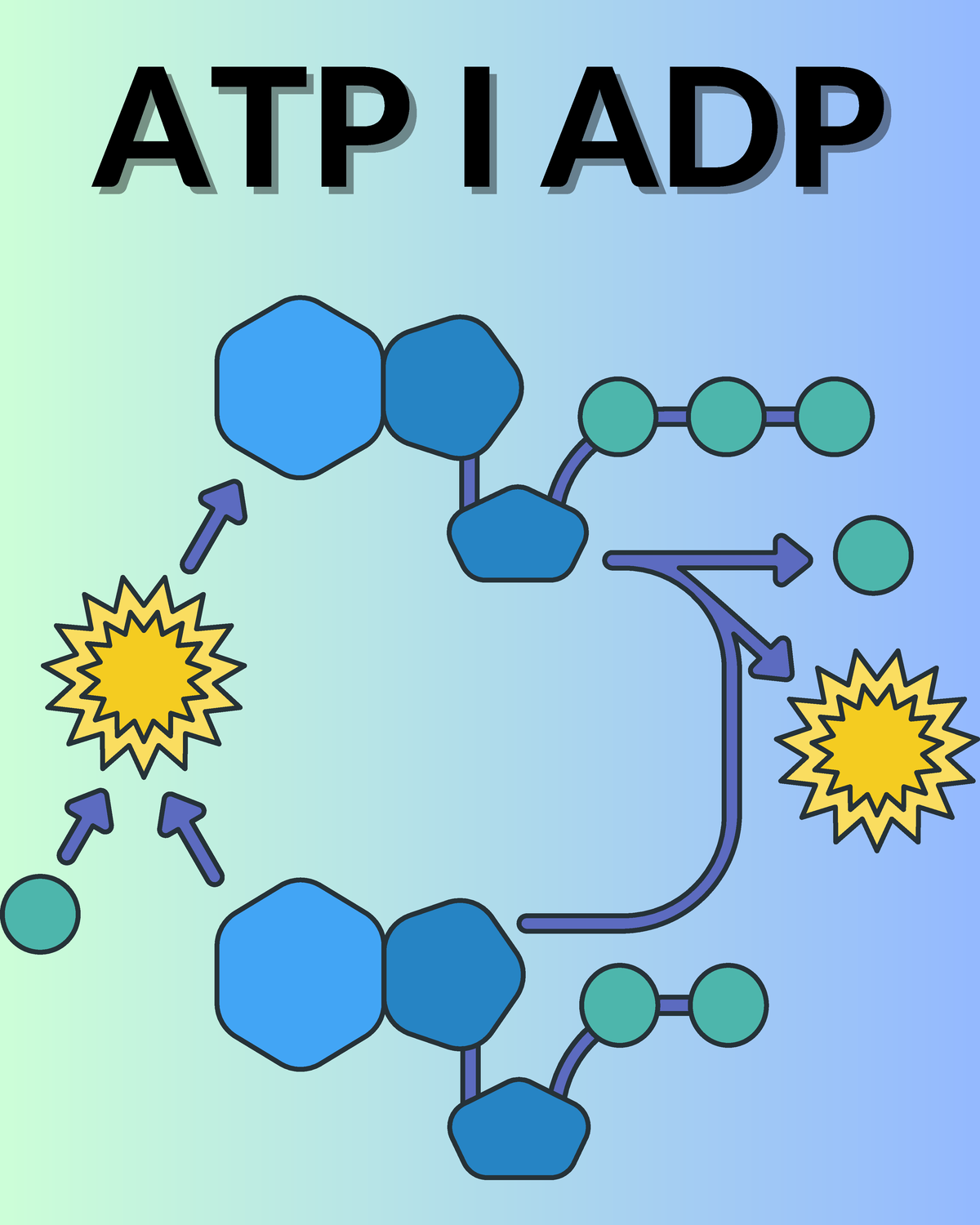 ATP i ADP - biologia - biologia rozszerzenie - ATP I ADP ATP I ADP ATP ...