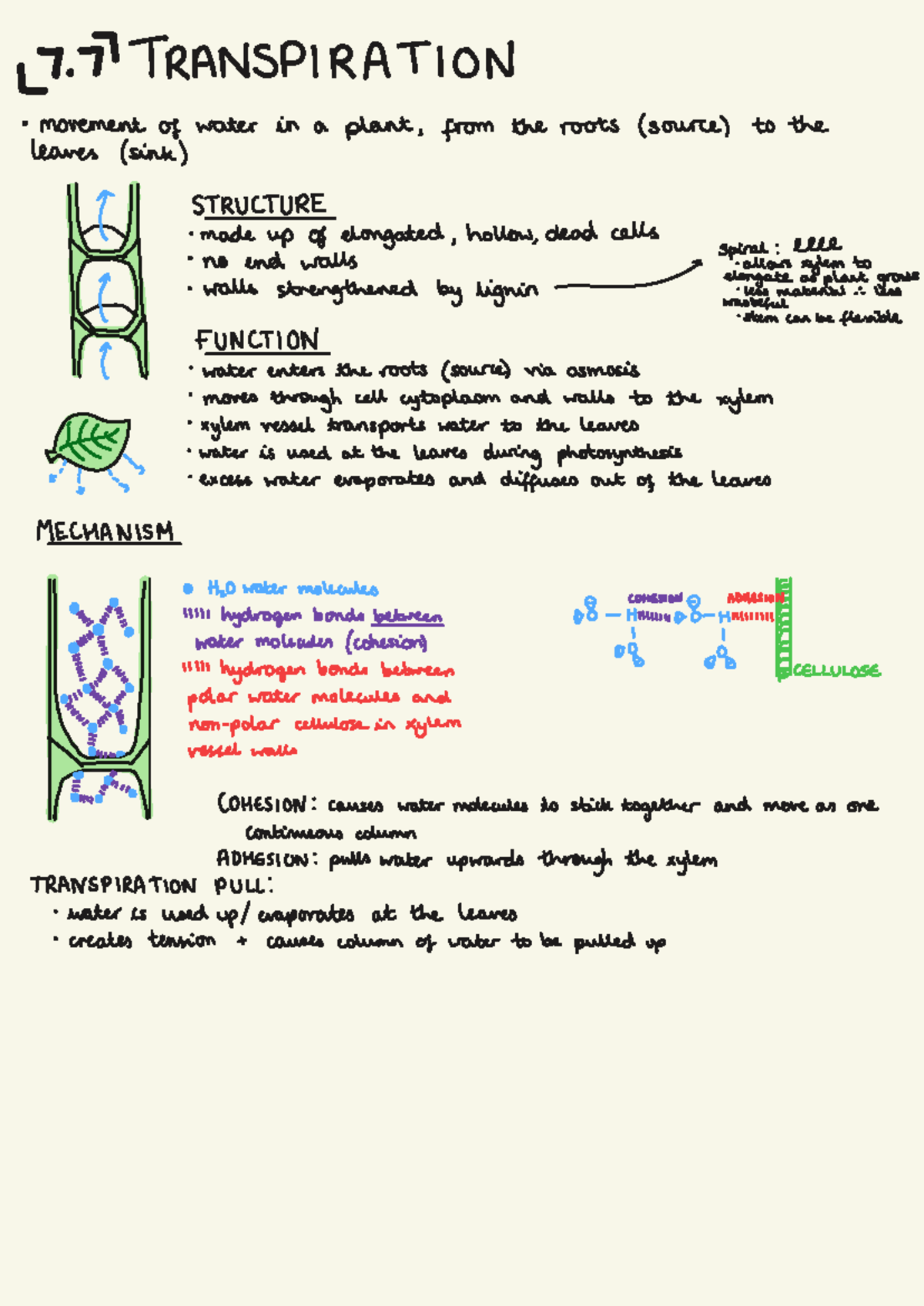 AQA A Level Biology - Transpiration & Translocation Overview - Studocu