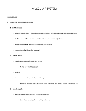 Gross anatomy of the muscular system review sheet: exercise 13 - Review ...