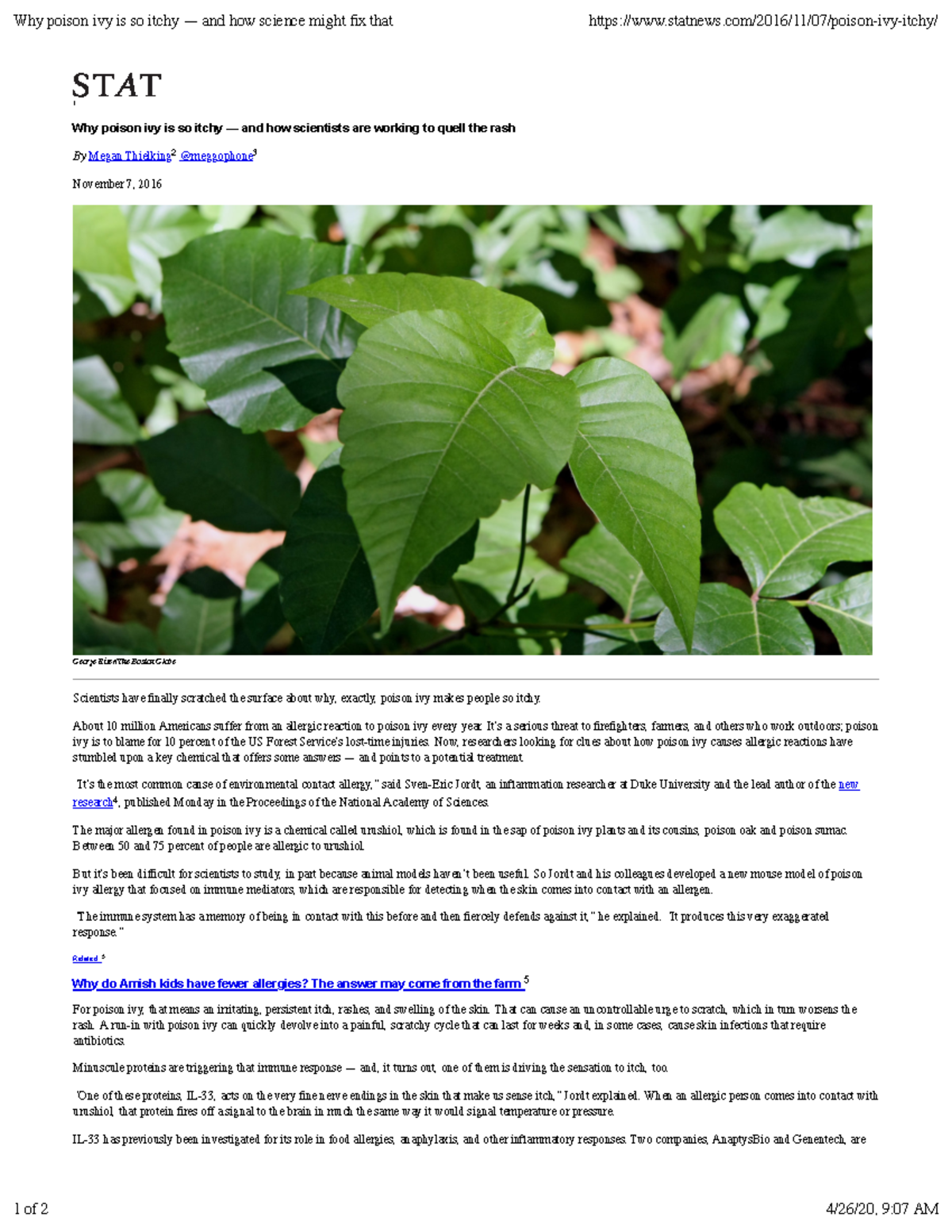 Poison ivy article - S 1 Why poison ivy is so itchy — and how ...