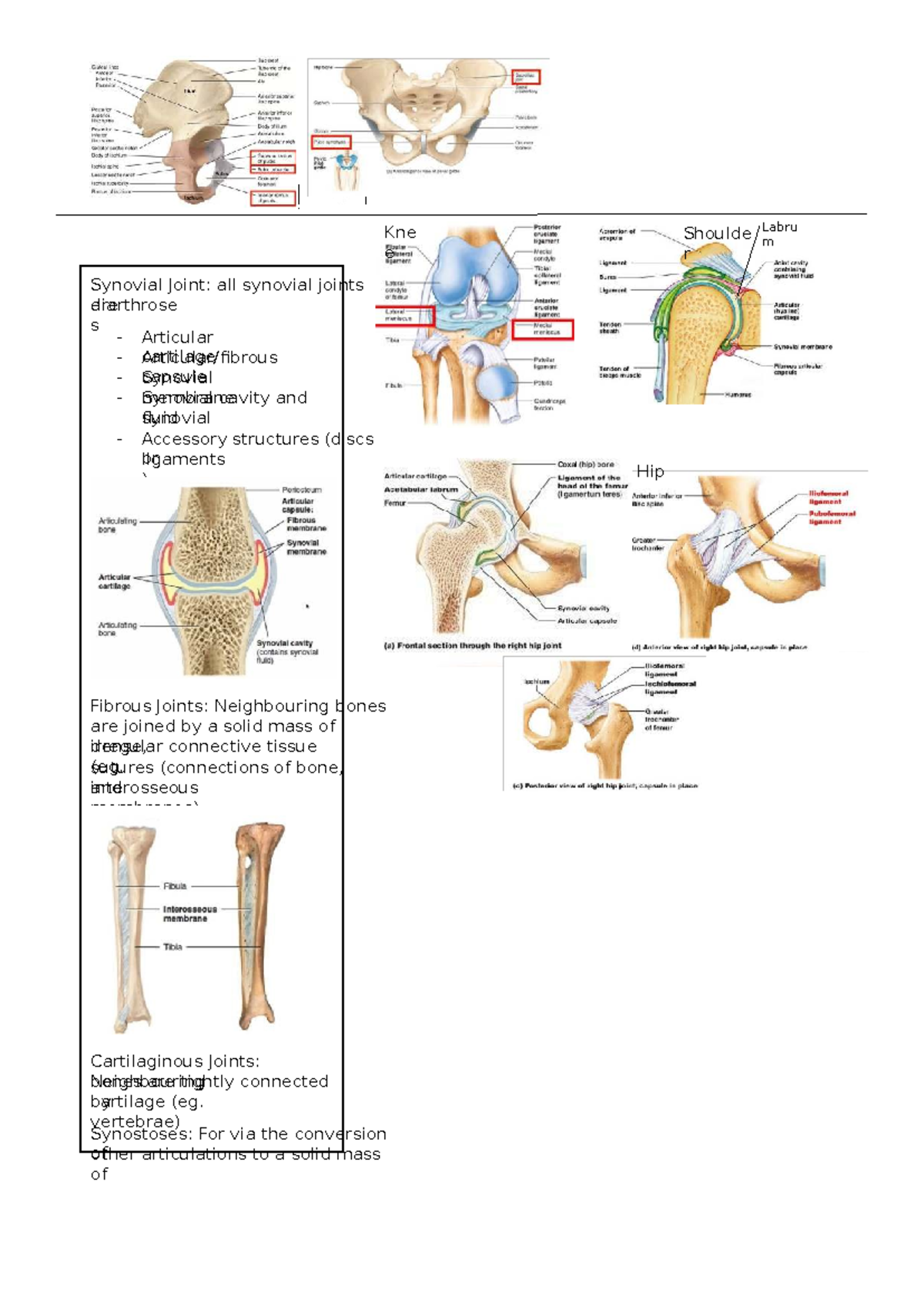 Lab 2 quiz notes - Hip Shoulde r Kne e Synovial Joint: all synovial ...