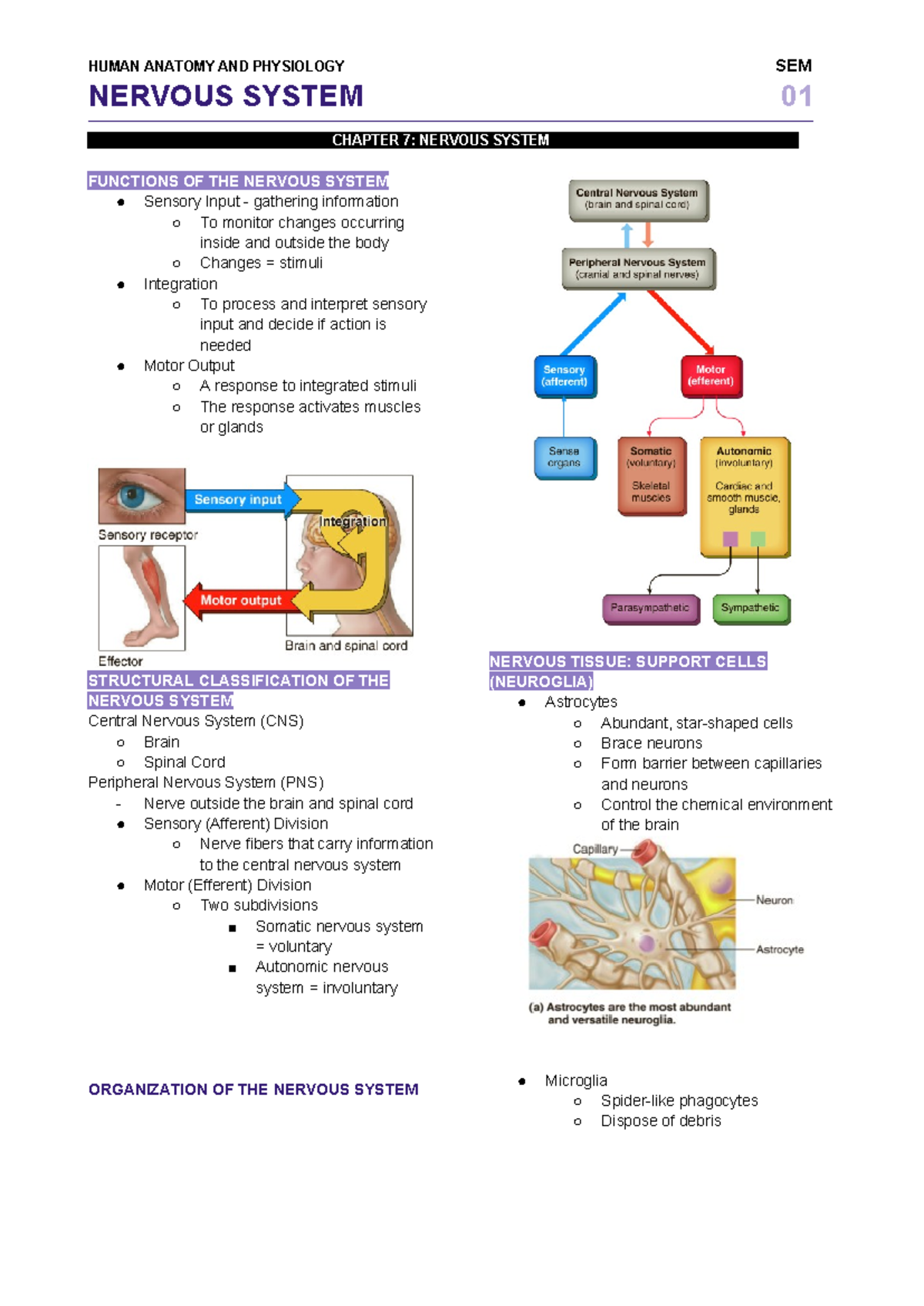 Nervous System Overview: Functions, Structures, and Classifications ...