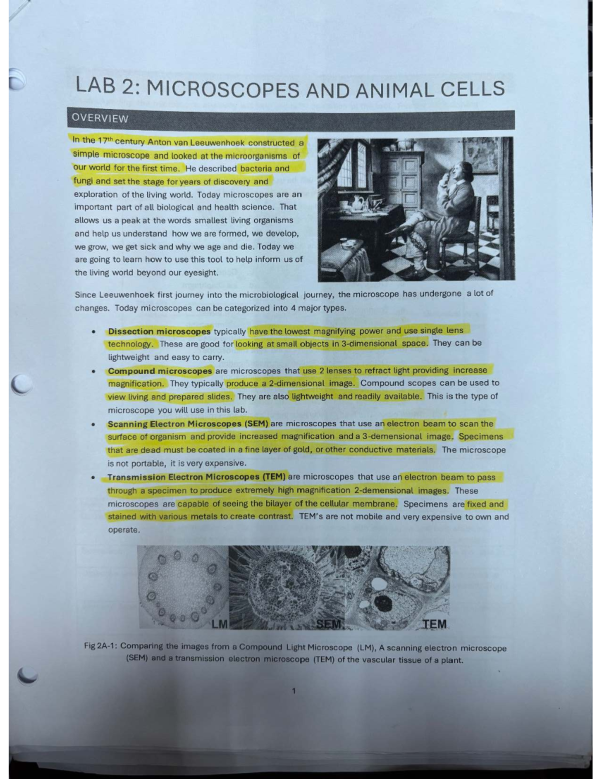 LAB 2: Overview of Microscopes & Animal Cells - Studocu