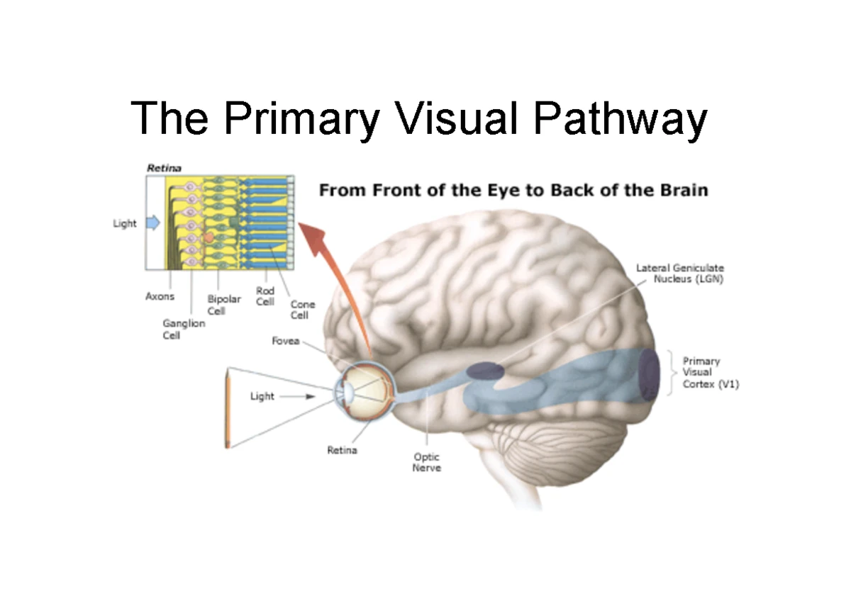 OPHTHALMIC ANATOMY AND PHYSIOLOGY - Sheep Eye Dissection Report - OAP A ...