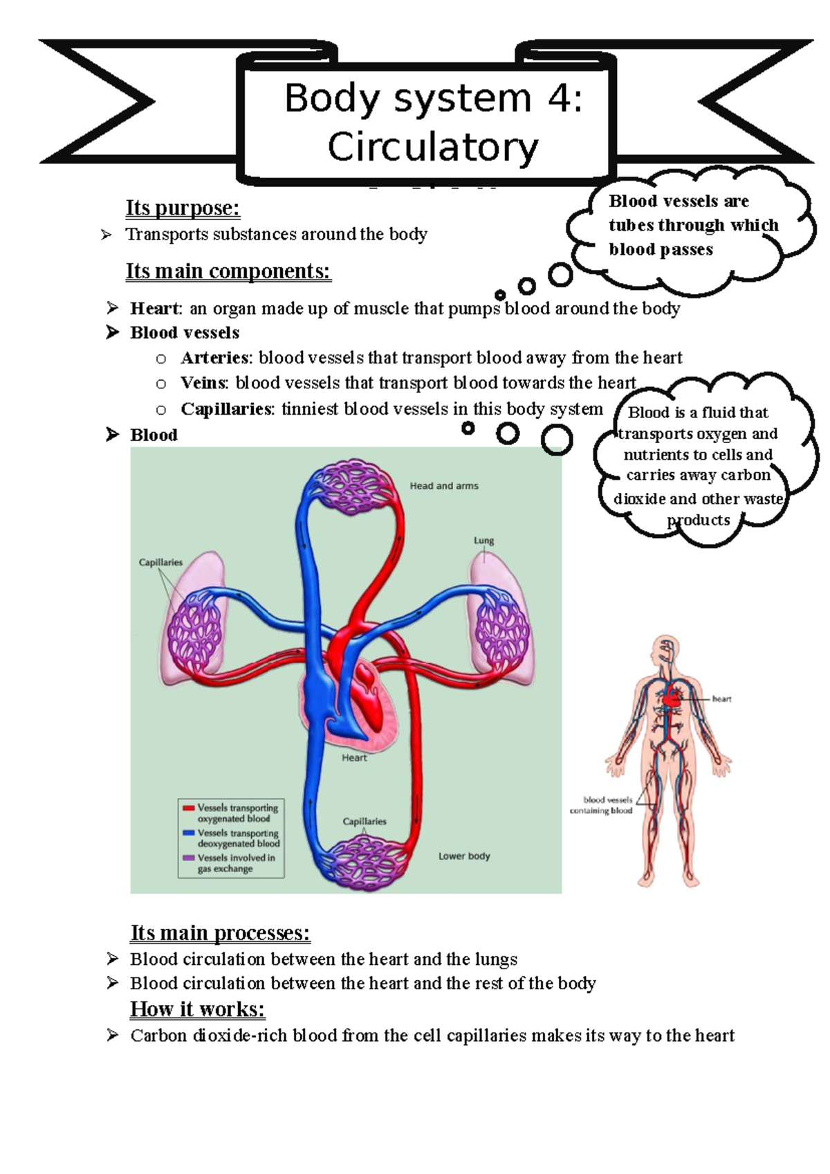 Grade 9 NS Circulatory System Overview and Key Notes - Studocu