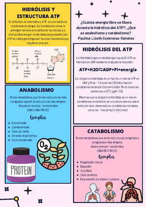 Ciclo celular: mitosis - profase, profase tardía - metafase - anafase ...