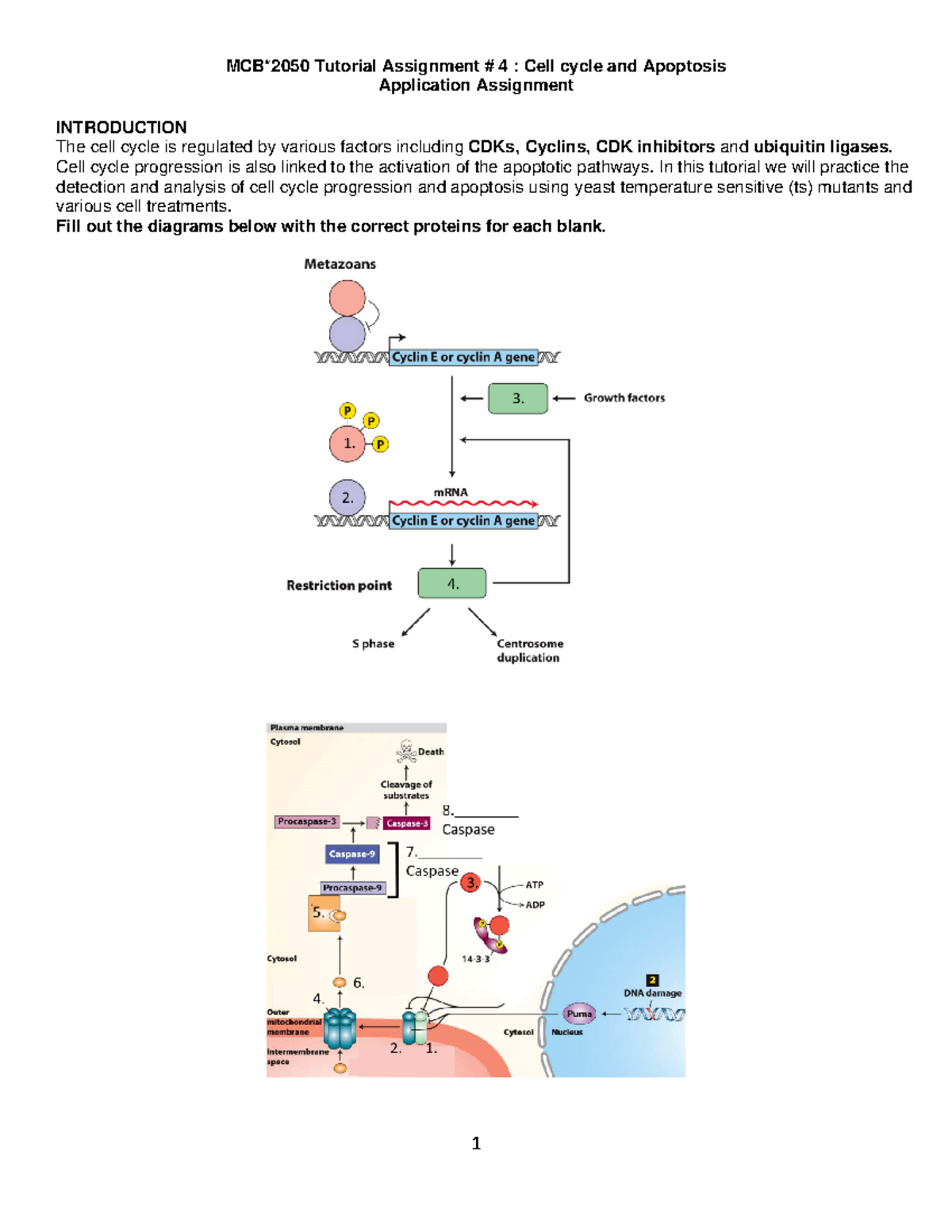 Cell Cycle and Apoptosis Seminar 4 PDF Winter 2024 - Application ...