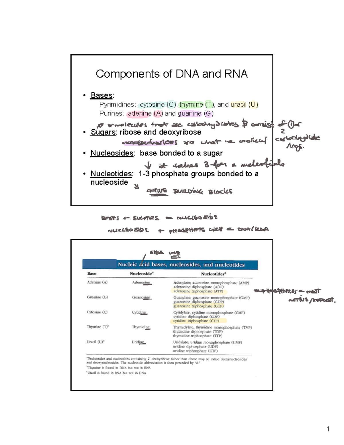 DNA and RNA Structures: Building Blocks & Functions (BIO101) - Studocu