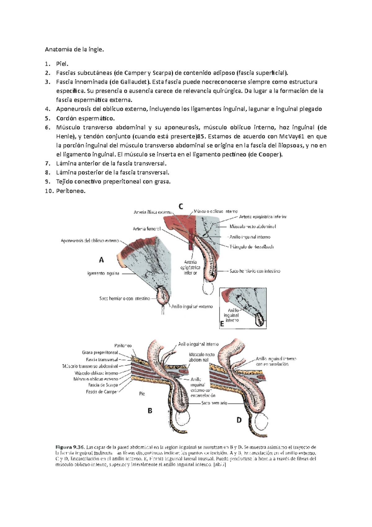 Anatomía de la ingle - Apoyo de apuntes para anatomia inguinal ...