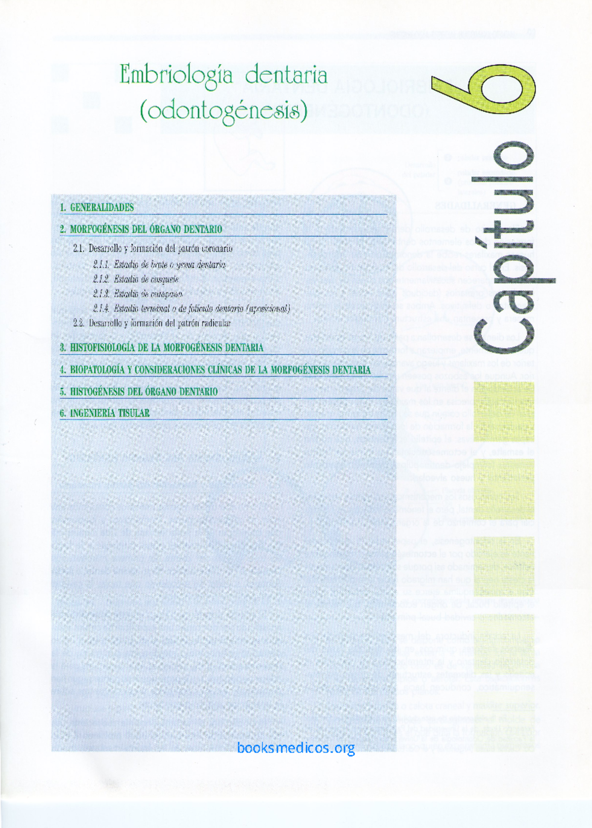 Cap 6 infa - Infa - Embriología dentaria (odontogénesis) 1 ...