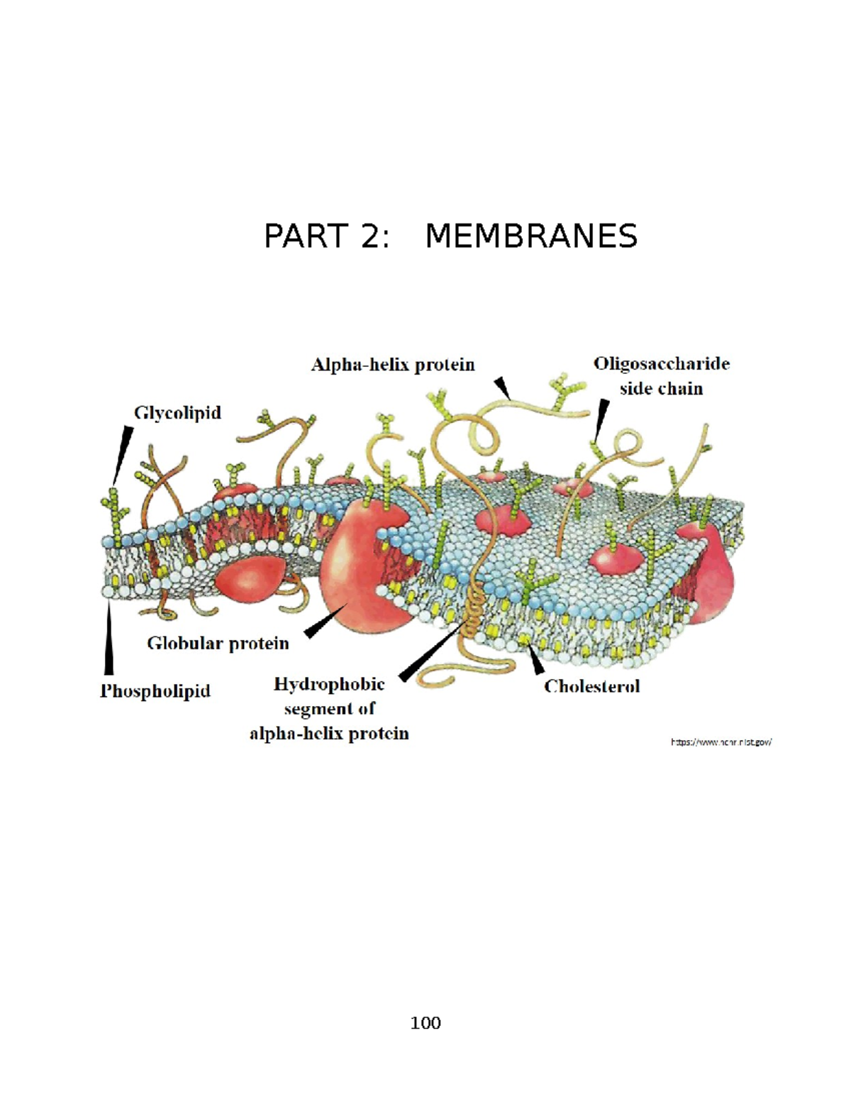 Membranes Lab (BIO 100): Erythrocyte Membrane Analysis Techniques - Studocu