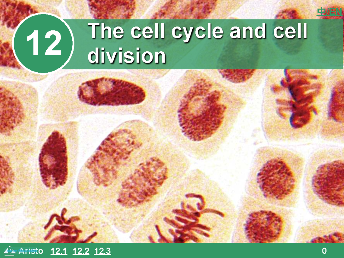 Cell Cycle and Chromosomes Overview (Biology 101) - Studocu