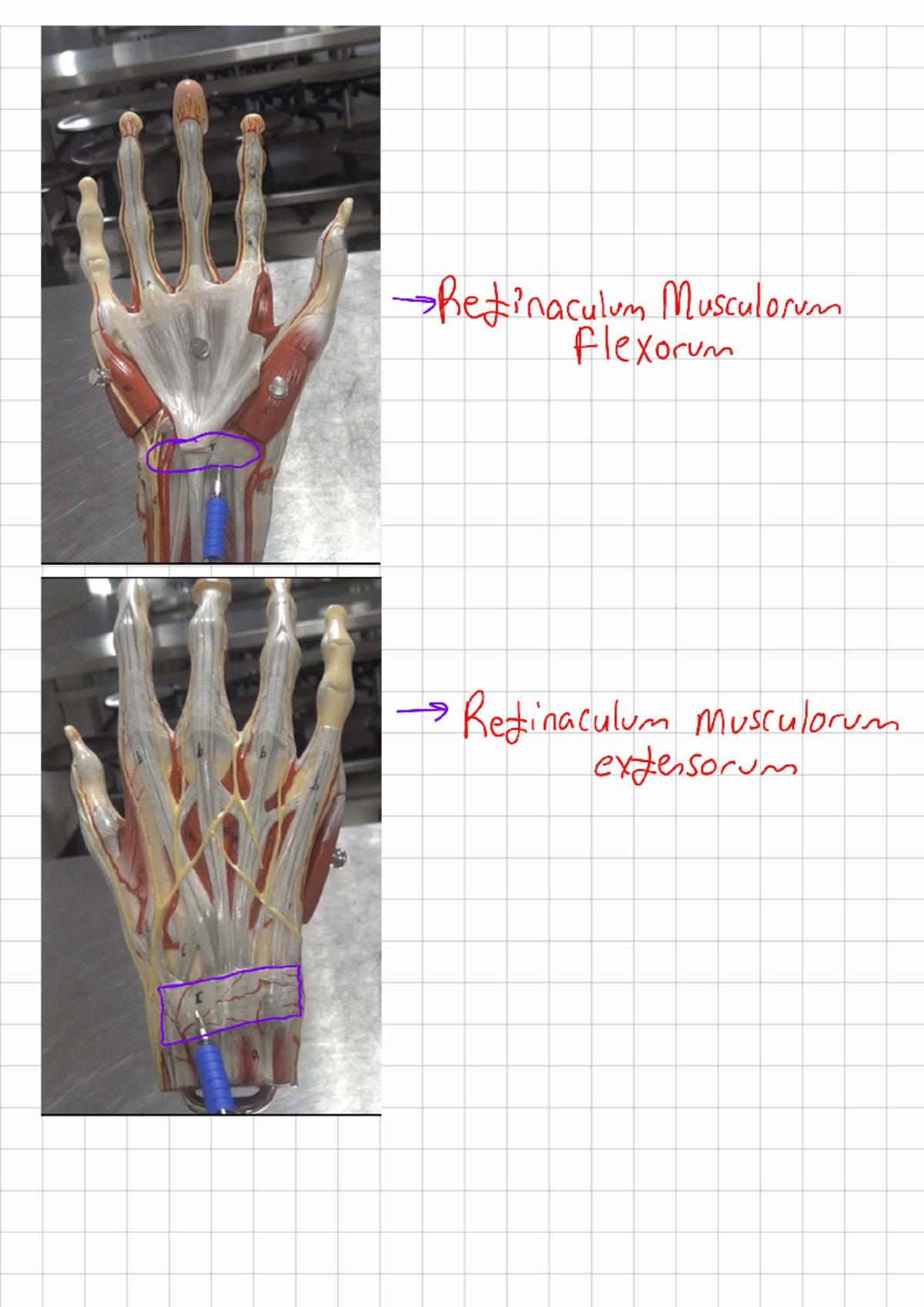 Anatomía de los Músculos Flexores y Extensores - El Anatomisi 220224 ...