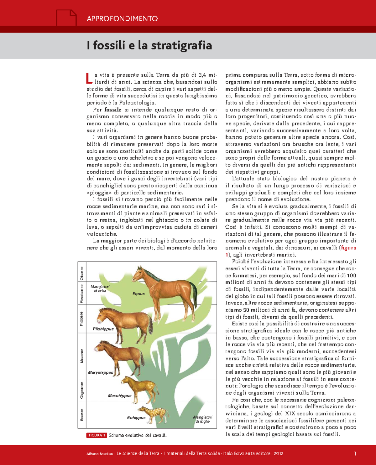 Fossili e Stratigrafia: Approfondimento su Equus e Evoluzione - Studocu