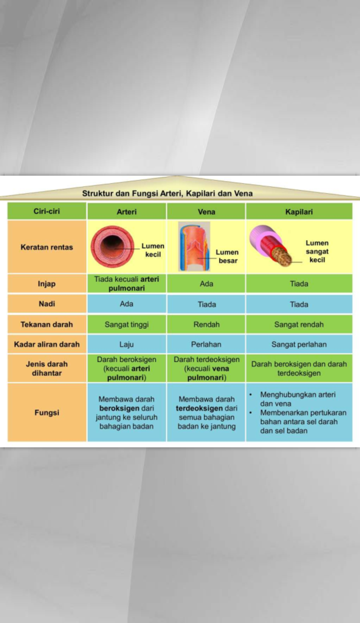 Struktur dan Fungsi Arteri, Kapilari, dan Vena dalam Sistem Peredaran ...