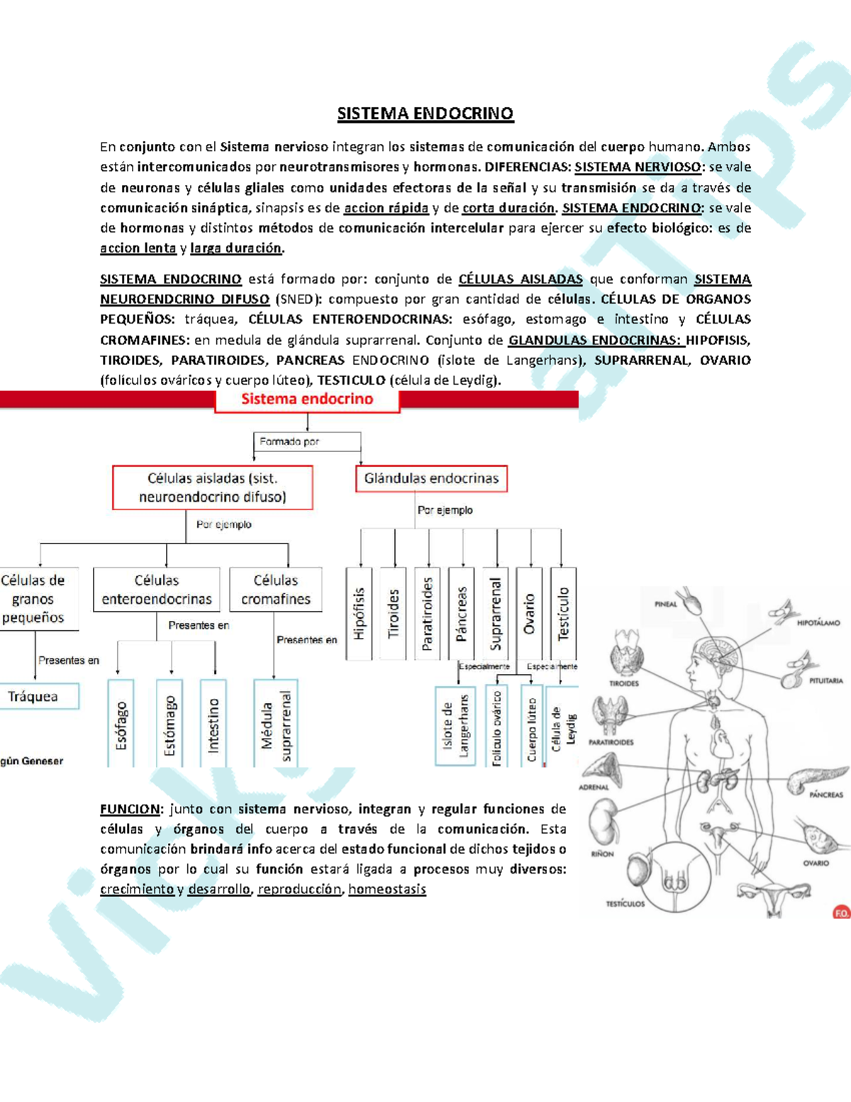 Seminario 15: Sistema Endocrino y su Interacción con el Sistema ...