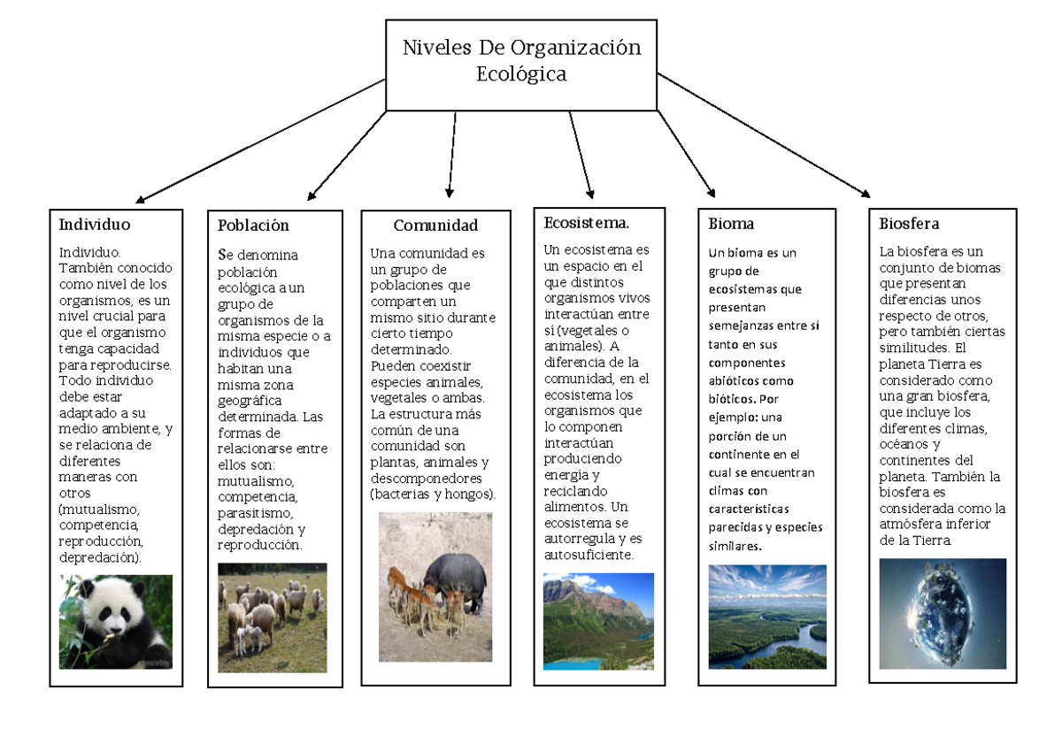 Niveles De Organización De La Ecología