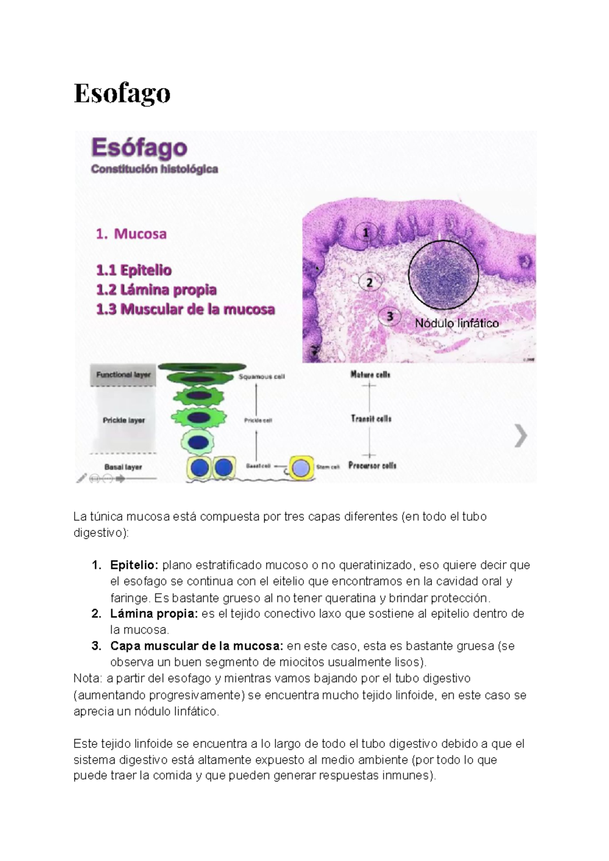 Histología de esófago - Esofago La túnica mucosa está compuesta por ...