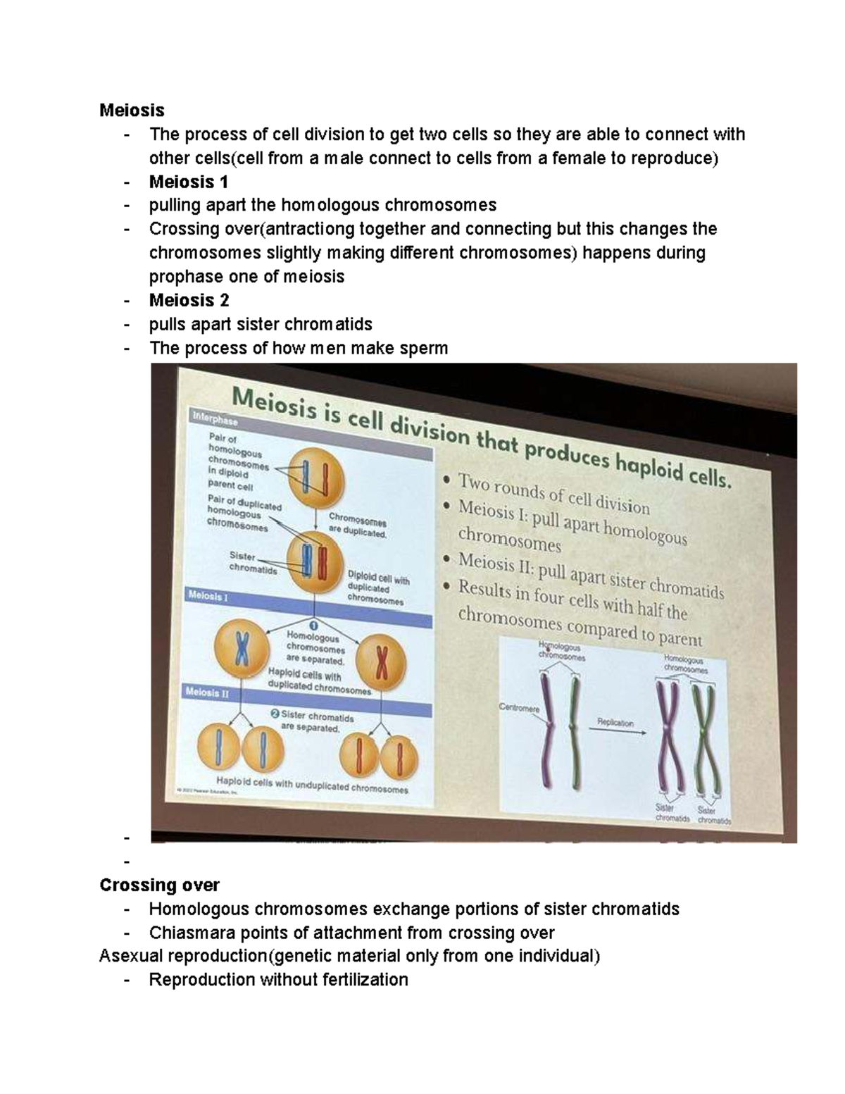 Meiosis and Genetics Overview - BIO 101 Lecture Notes - Studocu