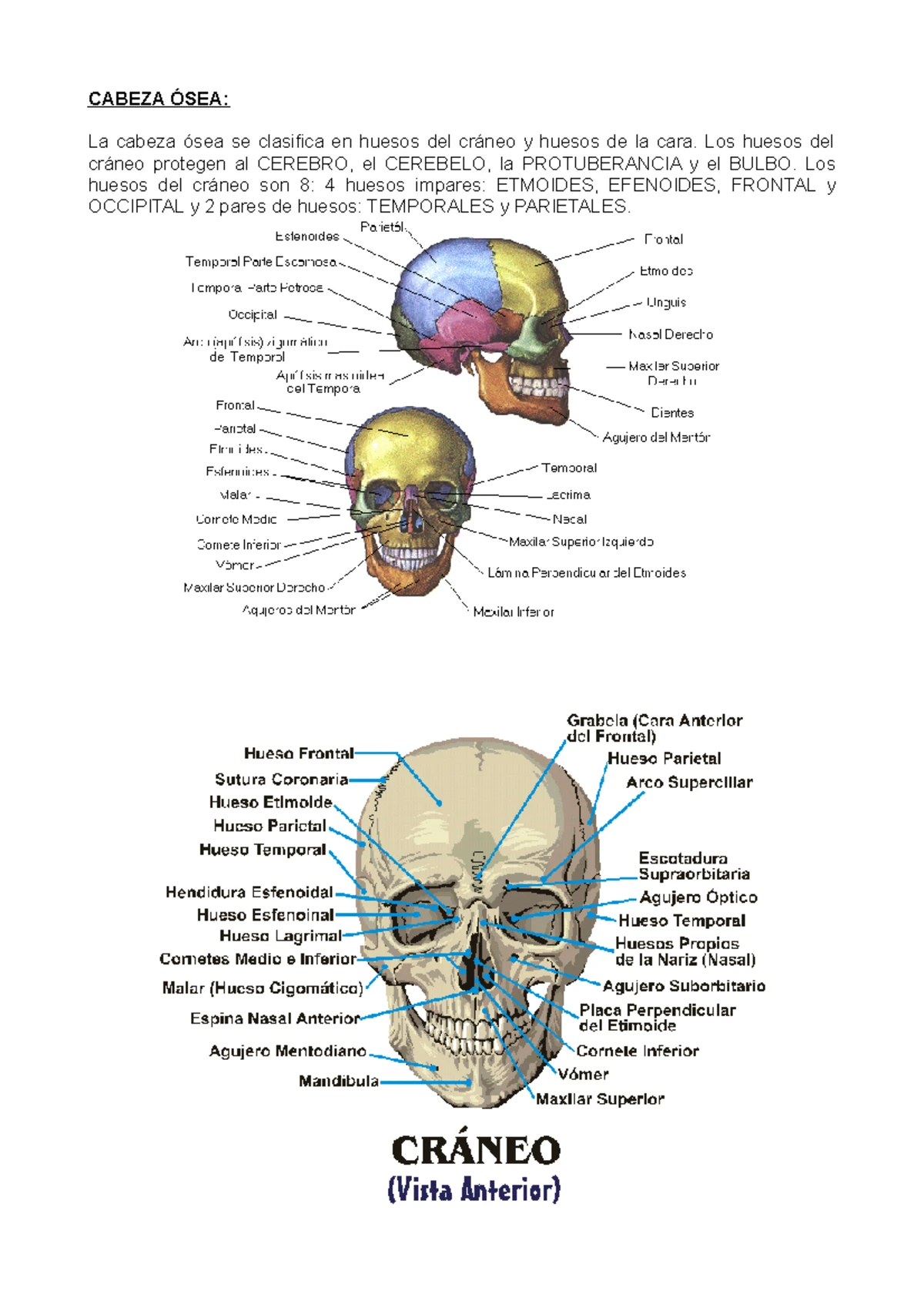 Metámera: Estructura y Función en la Médula Espinal - Studocu