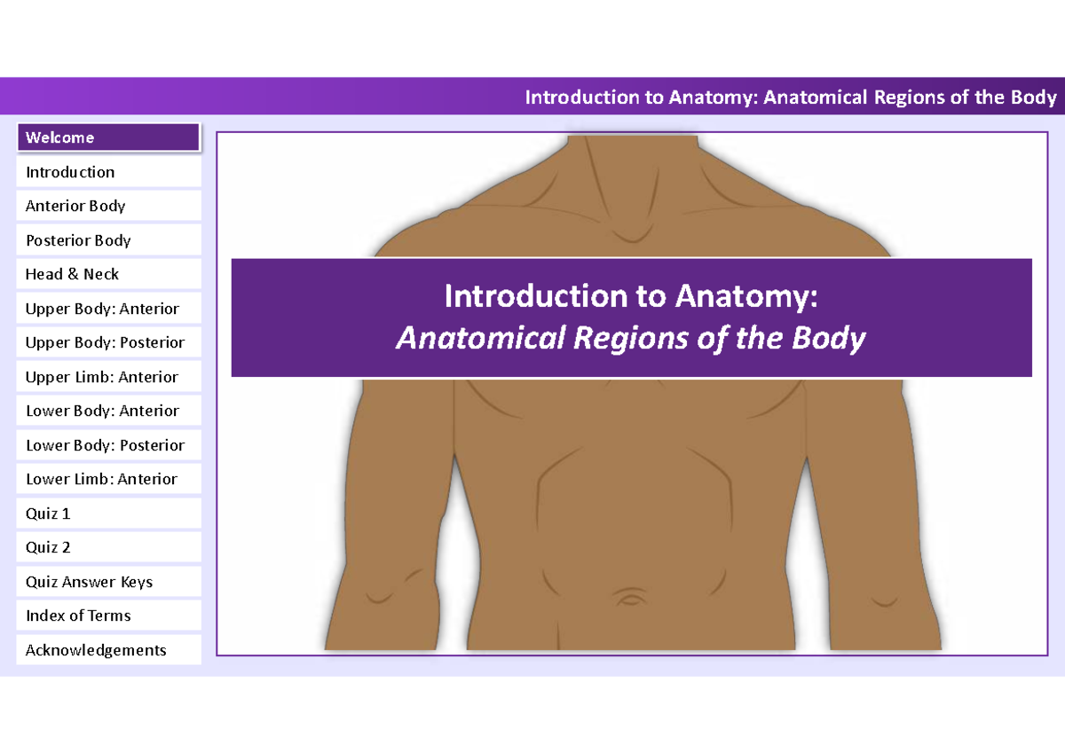 Anatomy 411: Anatomical Regions Overview and Quizzes - Studocu
