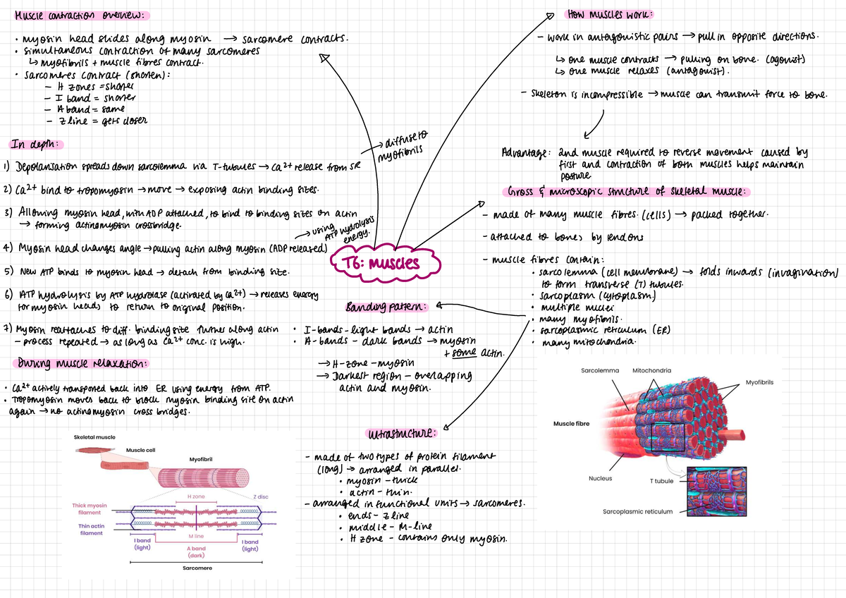 Muscle contraction overview: mechanisms and structural details in ...