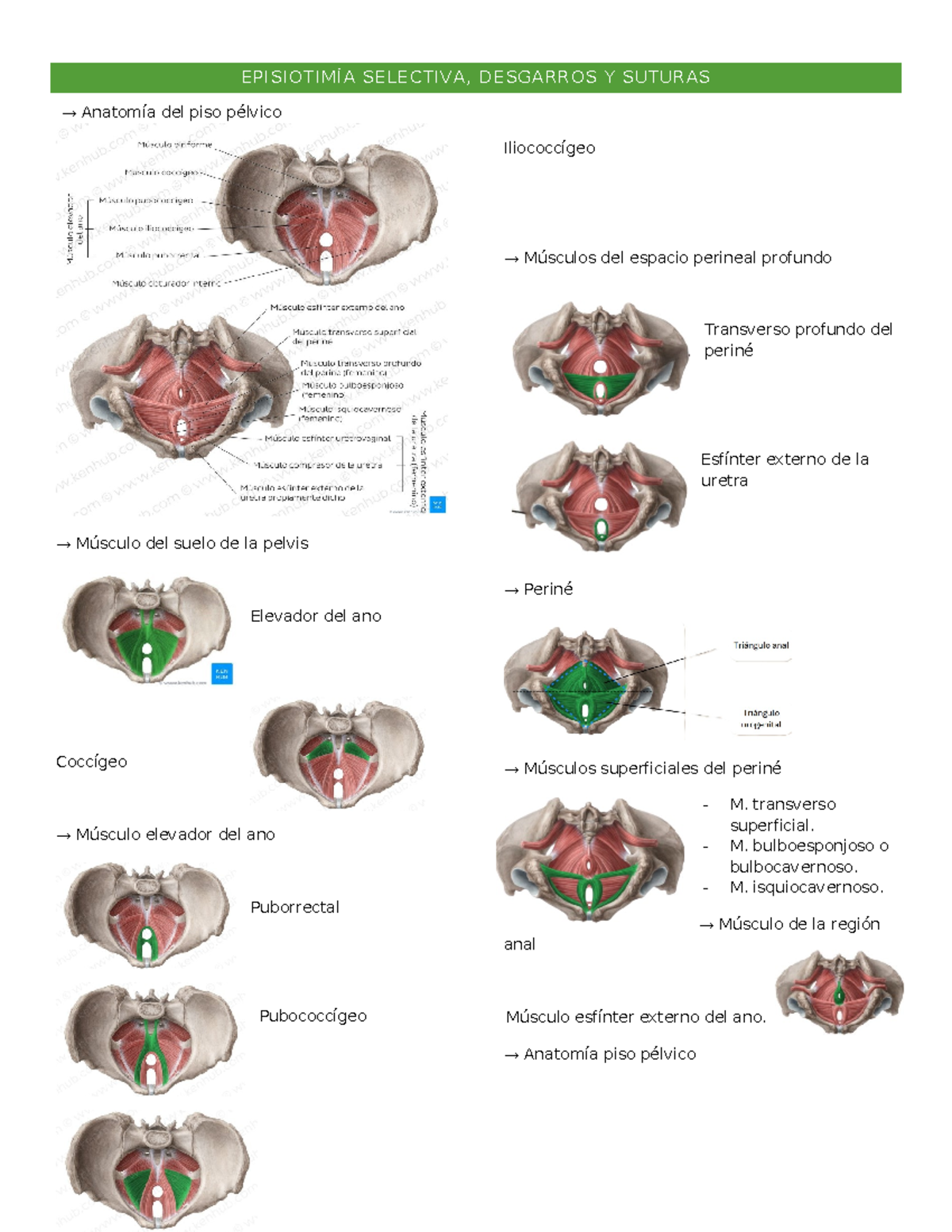 Episiotomía resumen - → Anatomía del piso pélvico → Músculo del suelo ...