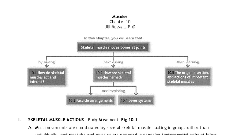 Muscles Chapter 10 Overview - 171 Muscles Fall20 Notes - Studocu