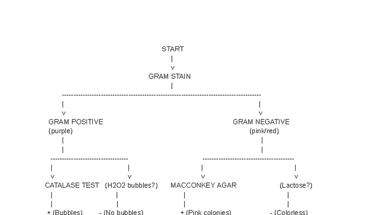 Flow Chart - Bacterial Identification Tests (START v GRAM STAIN) - Studocu