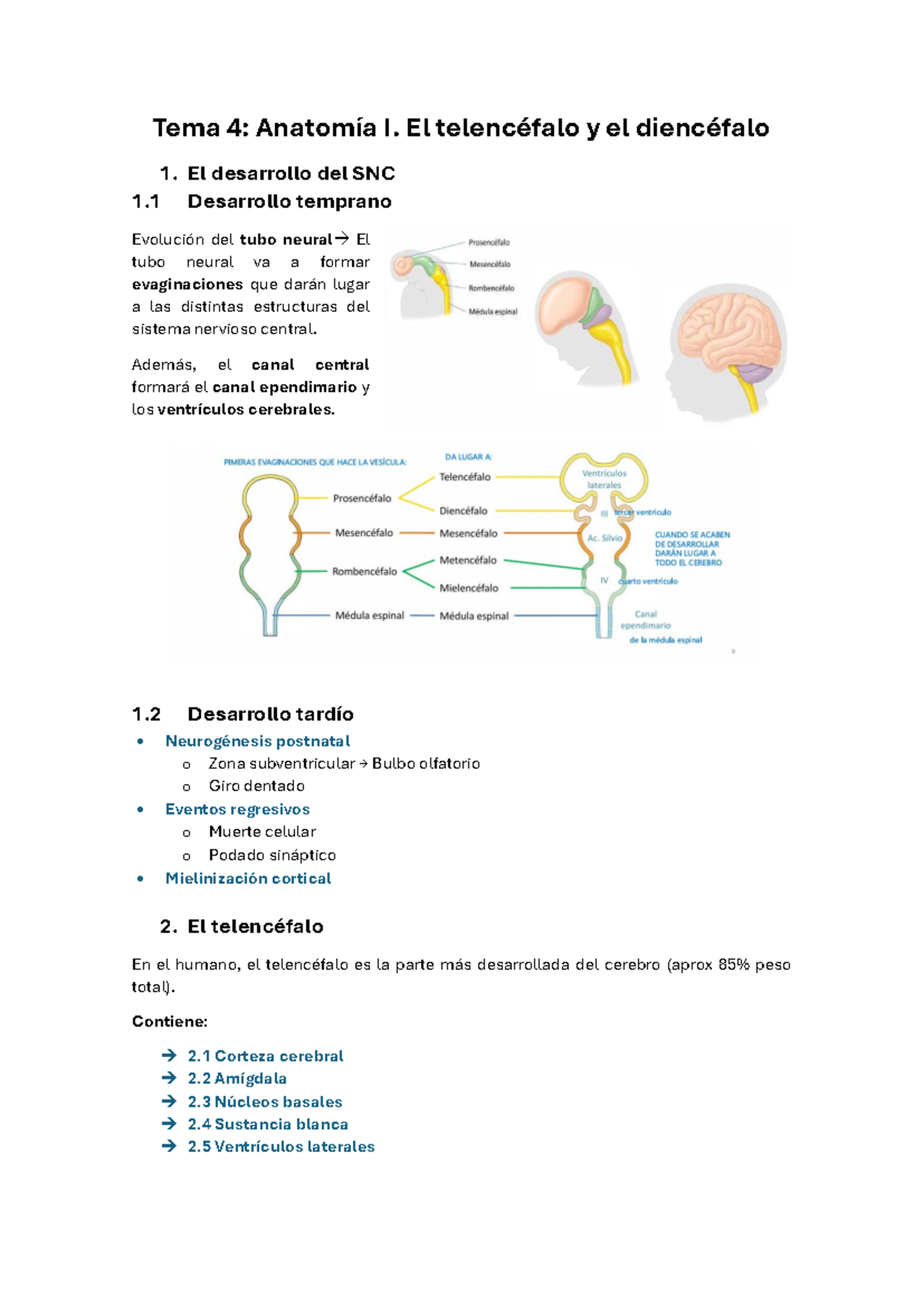 Tema 4-5: Anatomía del SNC y Lenguaje en el Sistema Nervioso - Studocu