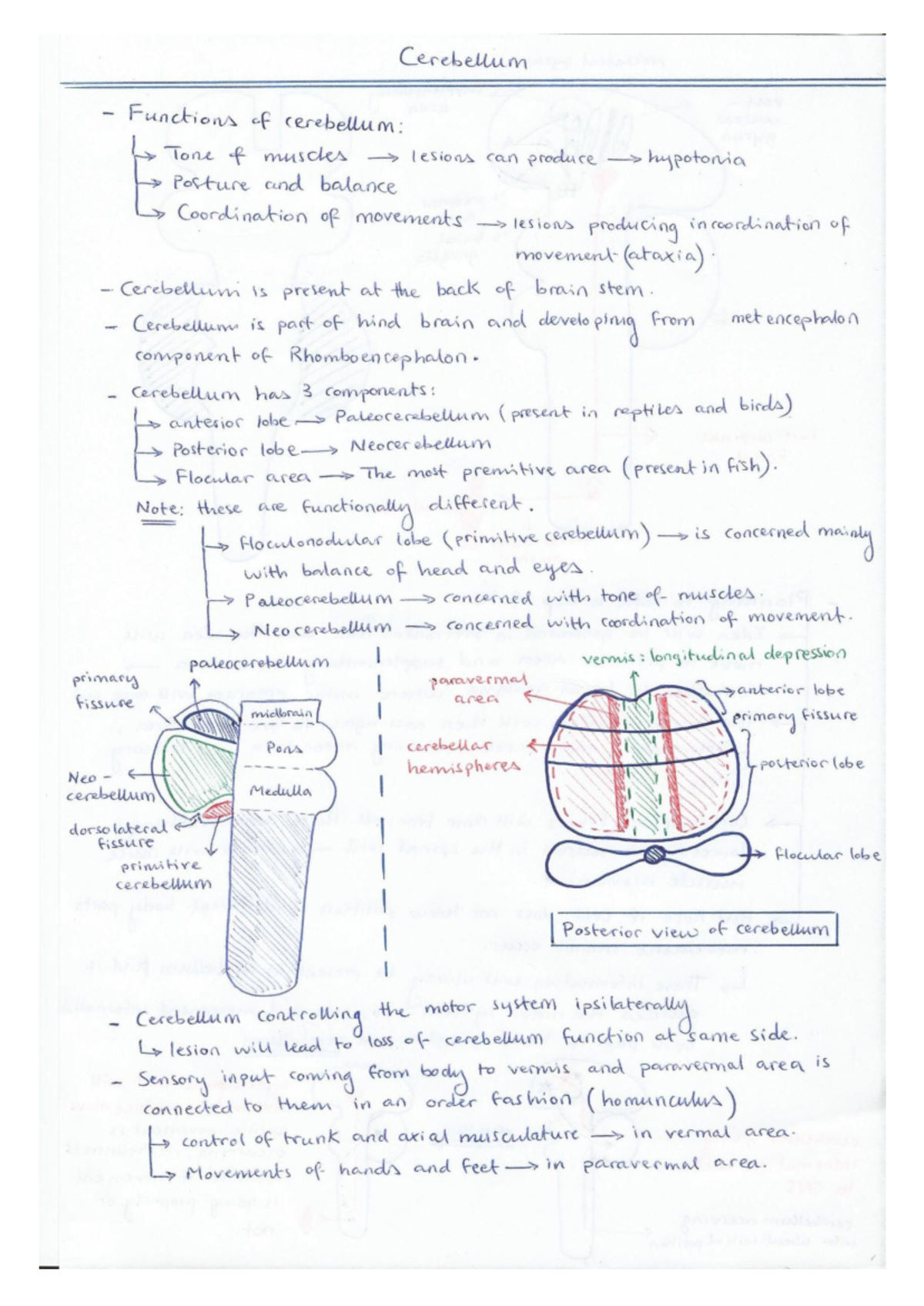 Cerebellum Functions: Coordination, Balance, and Muscle Tone (Najeeb ...