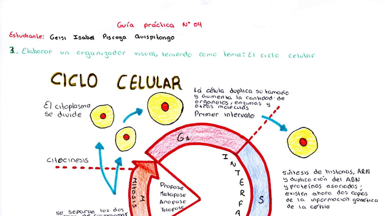 Guía practica 4 - Conocer las etapas del desarrollo prenatal Explicar ...