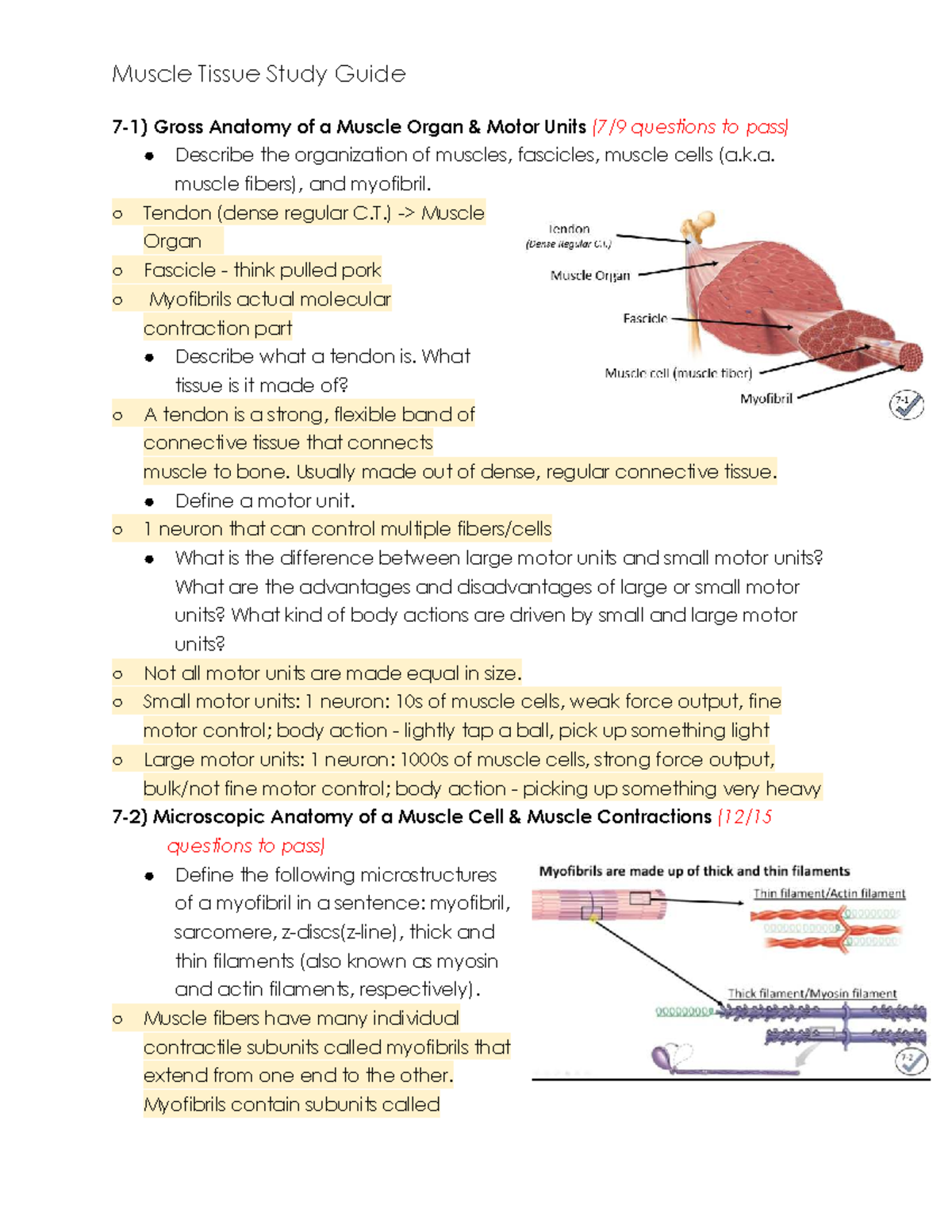 Muscle & Muscular System Study Guide (30650850) - Studocu