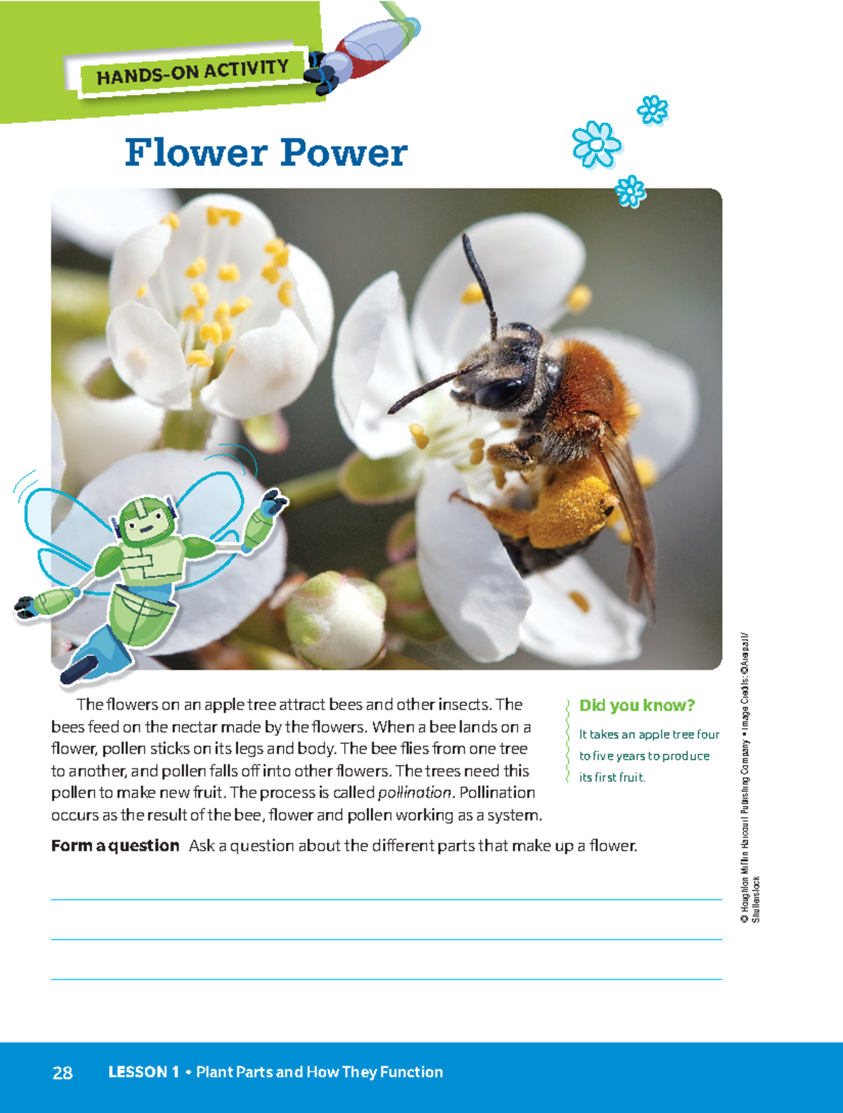 Into science grade 4 hands on activity flower power student worksheet ...