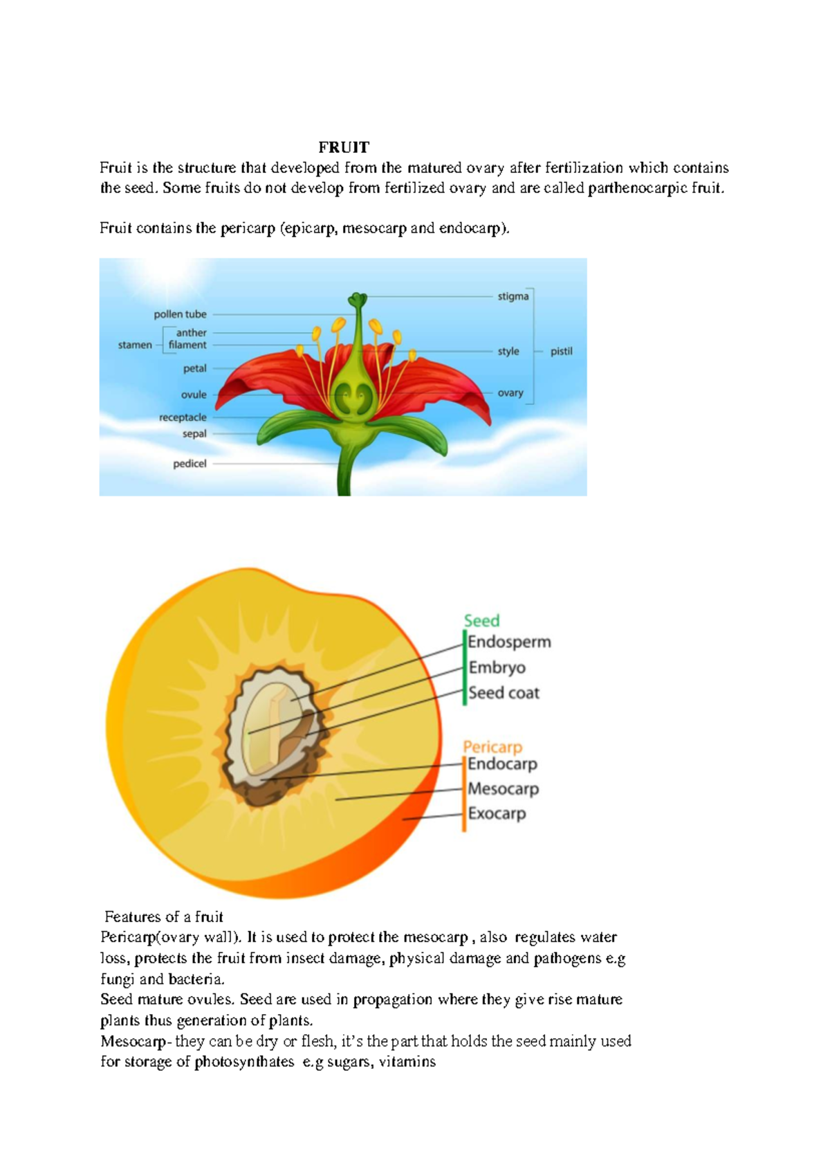Fruit and Seed Lecture Notes (BIO 101) - Studocu