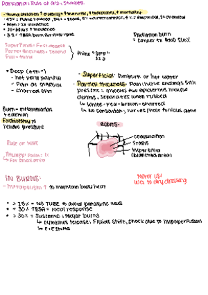 Muscle groups and compartments - Studocu