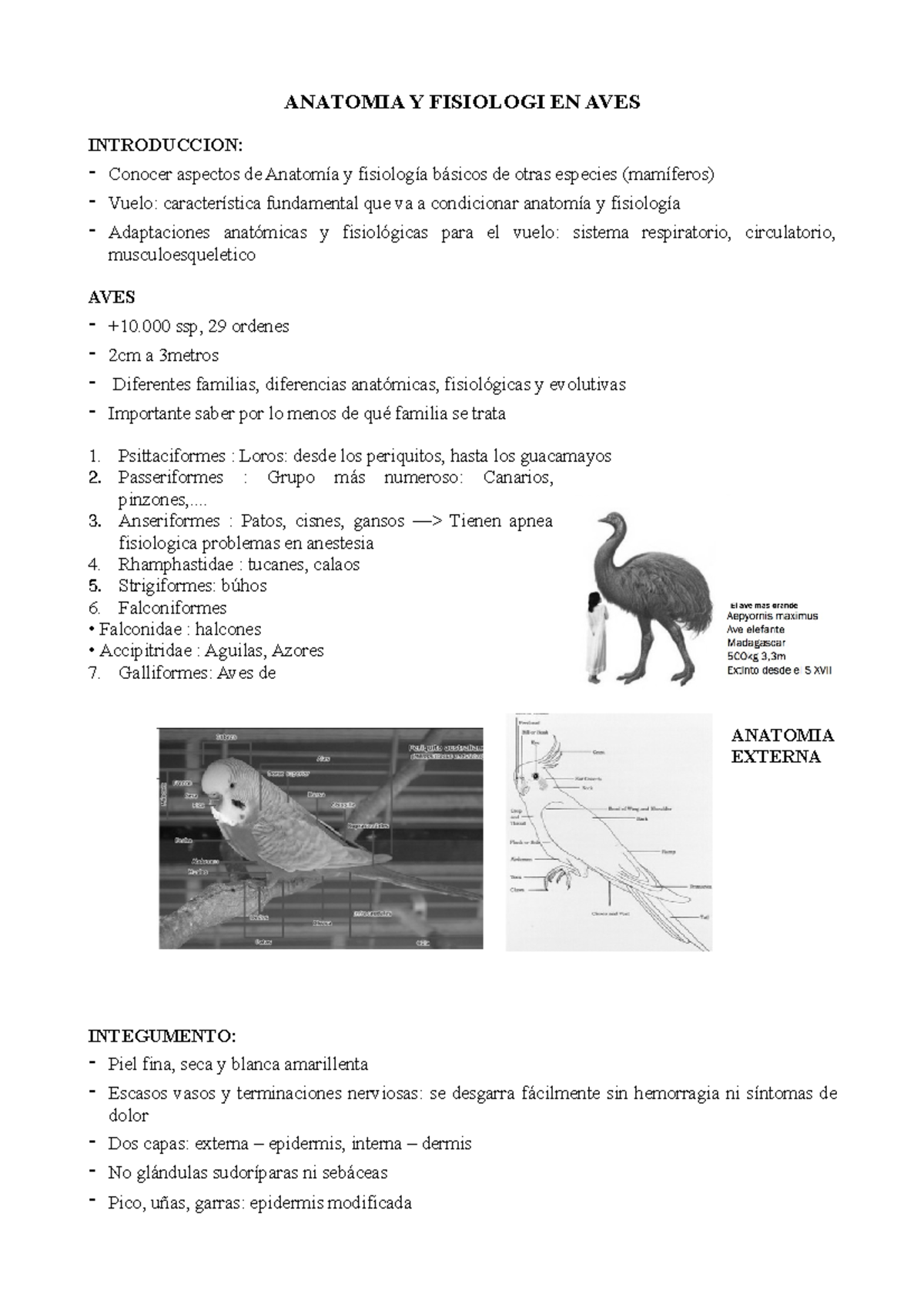 Anatomía y Fisiología en Aves: Aspectos Clave y Adaptaciones - Studocu