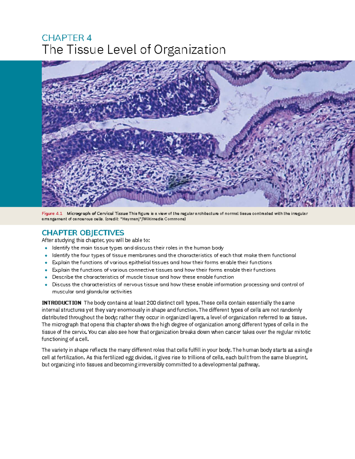 Epithelial and Connective Tissue: Structure, Function, and Repair (BIO ...
