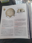 [Solved] The anatomical term for forehead is - Human Anatomy Lecture ...