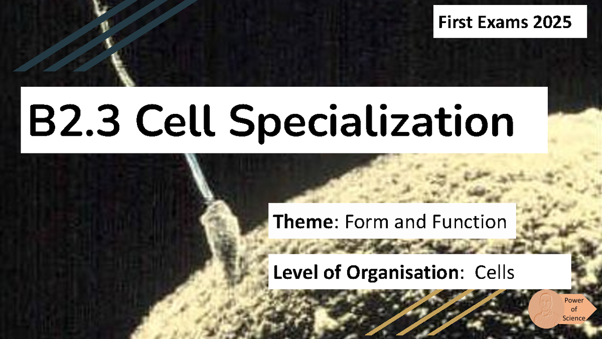Cell Specialization & Stem Cell Differentiation in IB Bio (B2.3) Exam ...