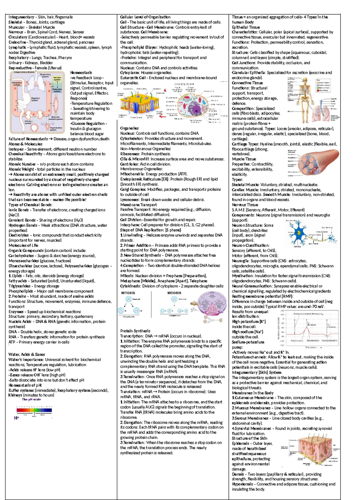 Mid Semester Cheat Sheet: Integumentary, Skeletal, Muscular, Nervous ...