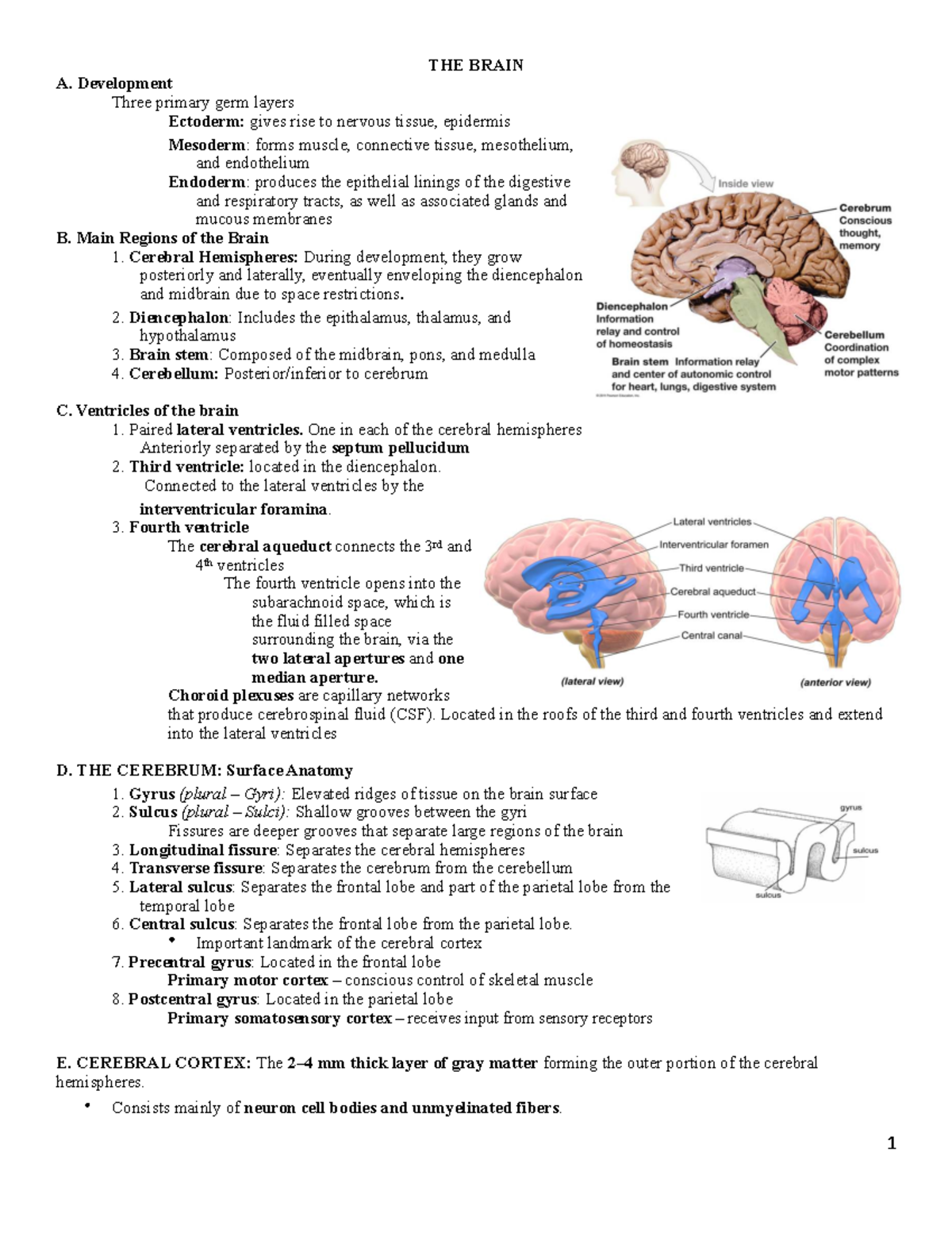 CNS 101: Comprehensive Overview of Brain & Spinal Cord Functions - Studocu
