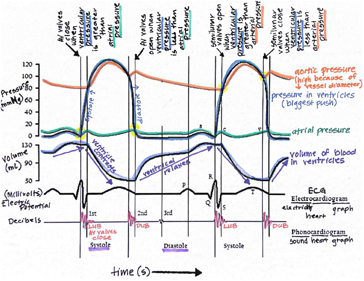 Heart Graph - 6.2 - Studocu