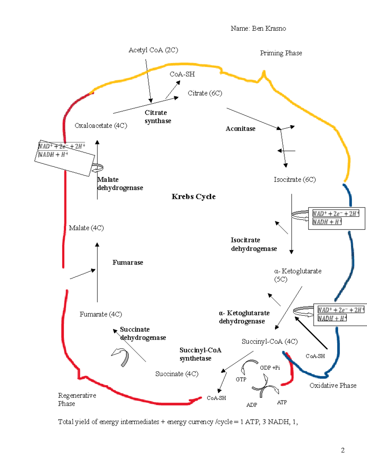Krebs cycle - work sheet - Citrate (6C) Isocitrate (6C) Fumarate (4C) α ...
