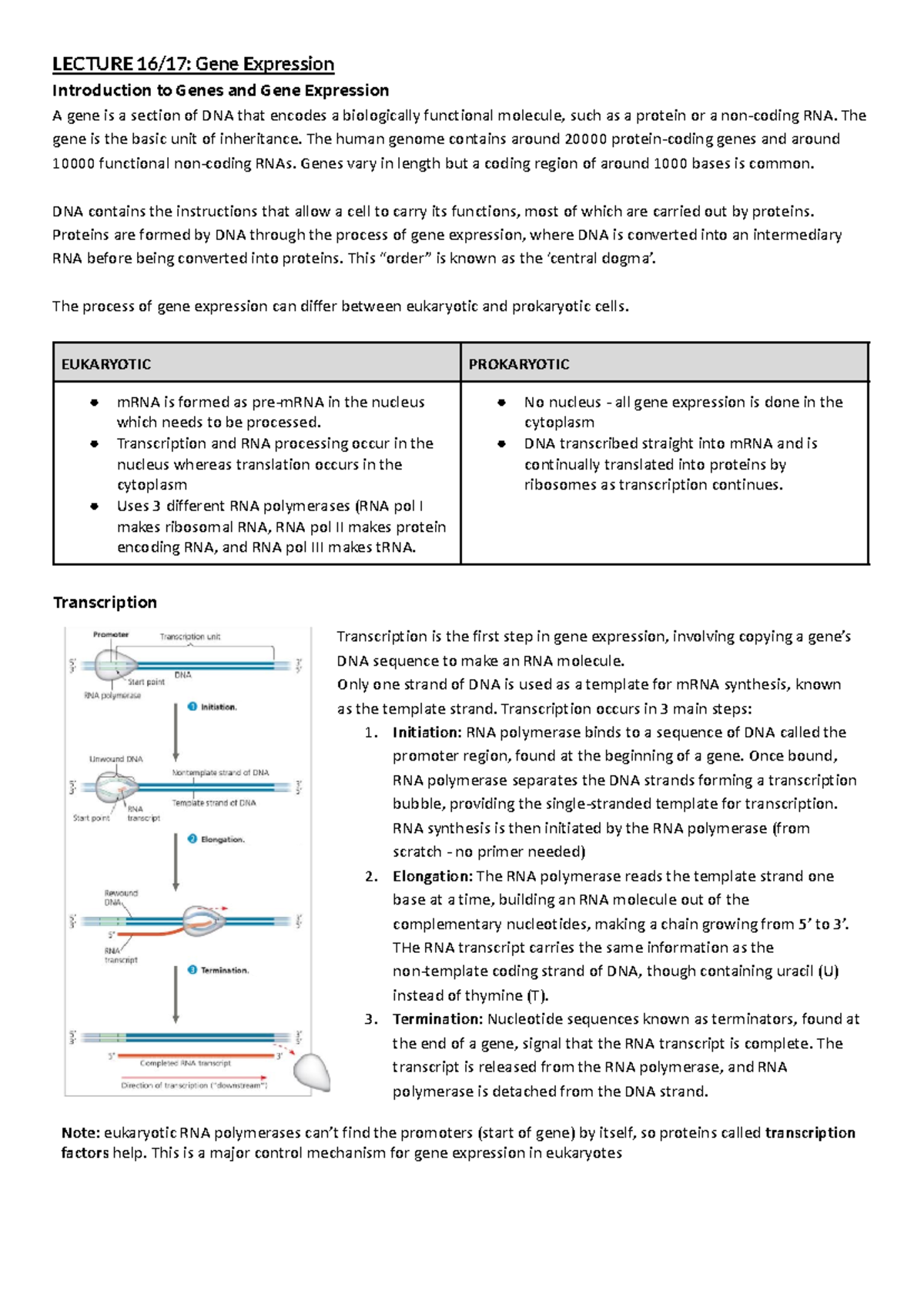 Week 8 Notes - Gene Expression & Mutation - LECTURE 16/17: Gene ...