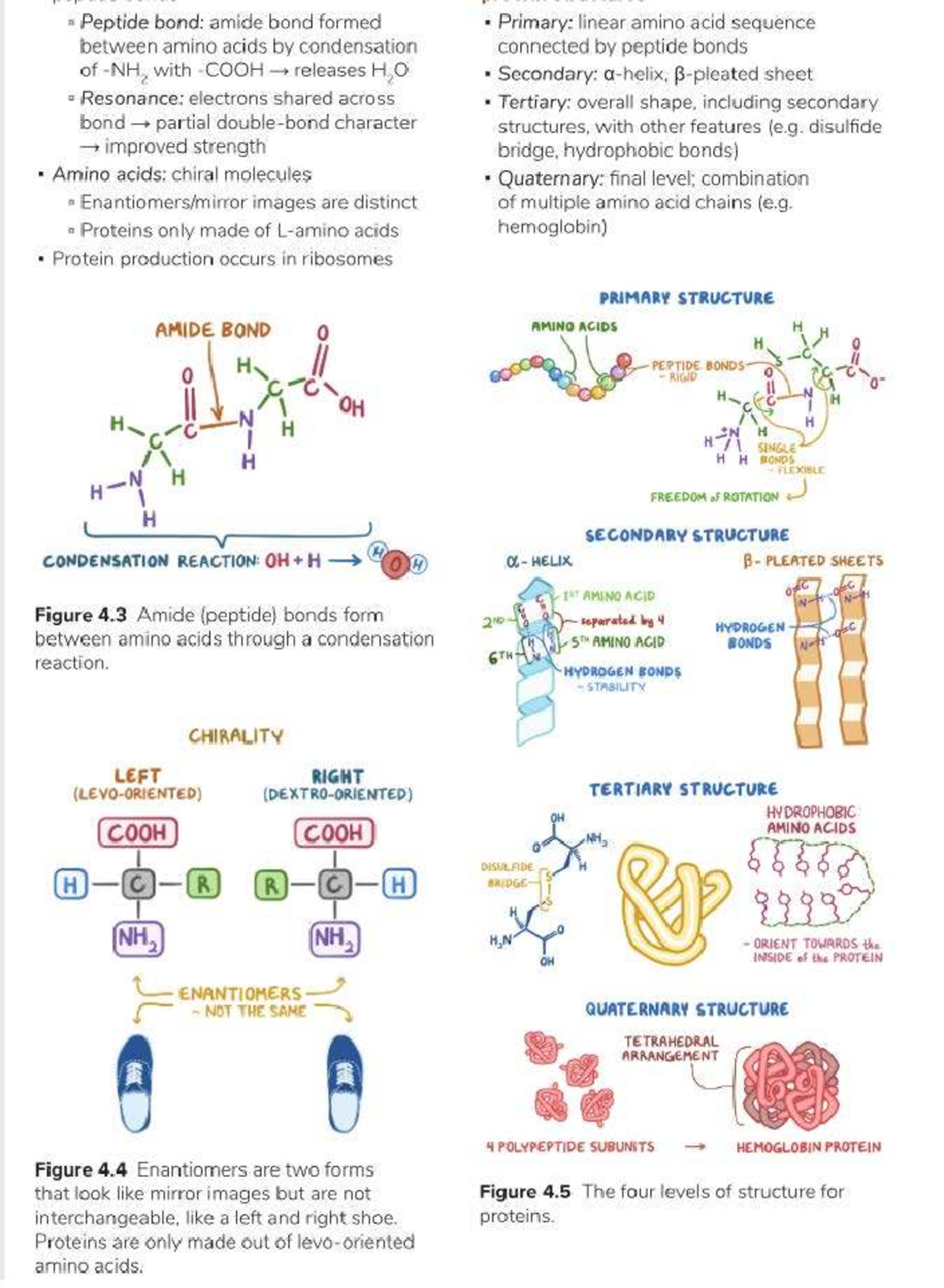 Protein Structure: Understanding Peptide Bonds and Levels of ...