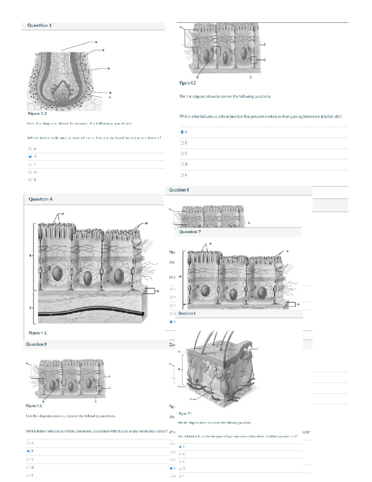 Anatomy W4 Activity Quiz: Key Concepts and Practice Questions - Studocu
