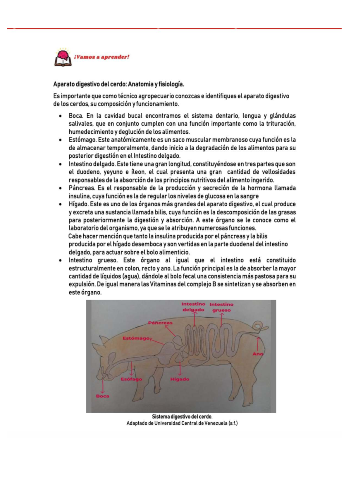 Sistemas Digestivos del Cerdo: Anatomía y Fisiología (AGRO 101) - Studocu